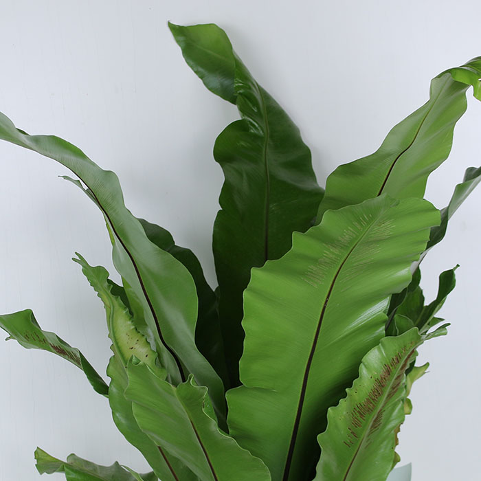 Asplenium ᐈ Buy with delivery | LoraShen